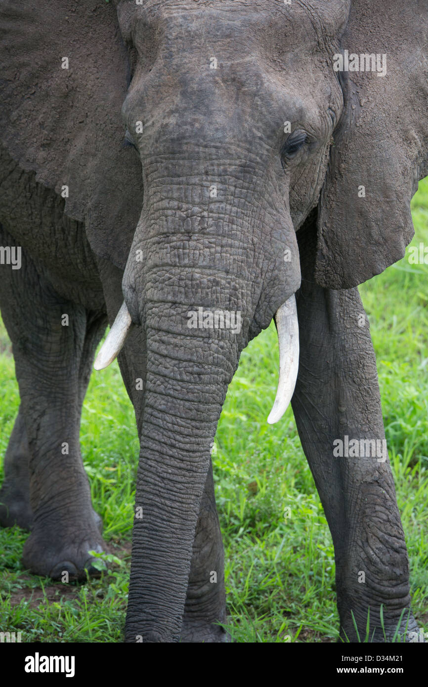 Wild Elephant in Africa Stock Photo - Alamy
