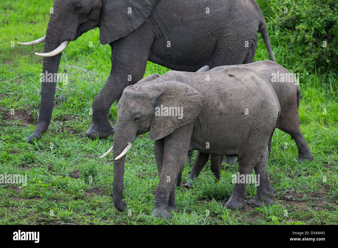 Wild Elephant in Africa Stock Photo - Alamy