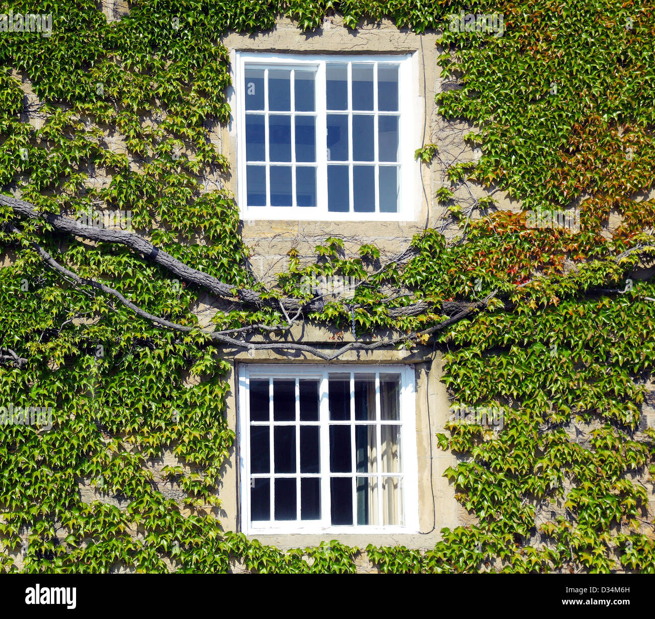 windows among green nature Stock Photo - Alamy