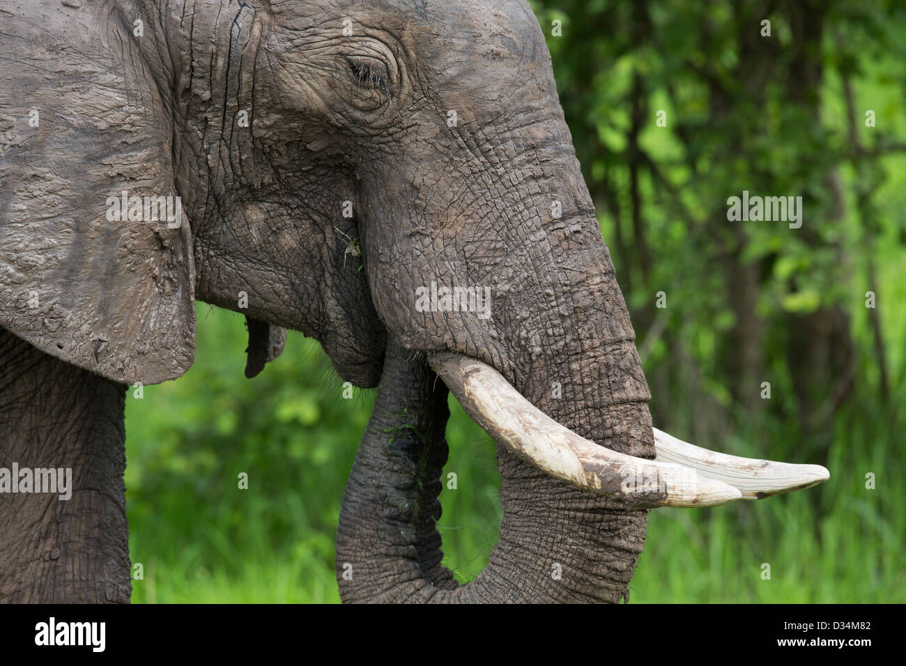 Wild Elephant in Africa Stock Photo - Alamy