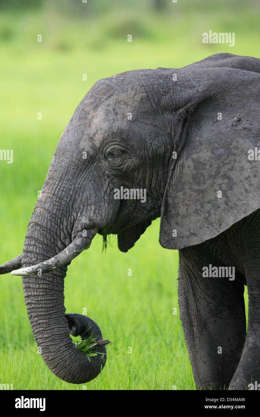 Wild Elephant in Africa Stock Photo - Alamy