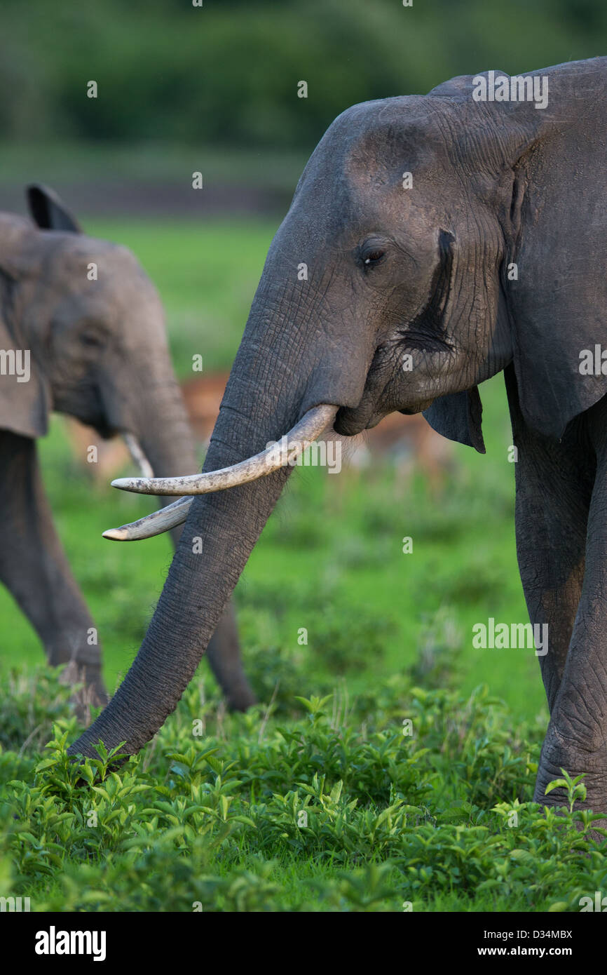 Wild Elephant in Africa Stock Photo - Alamy