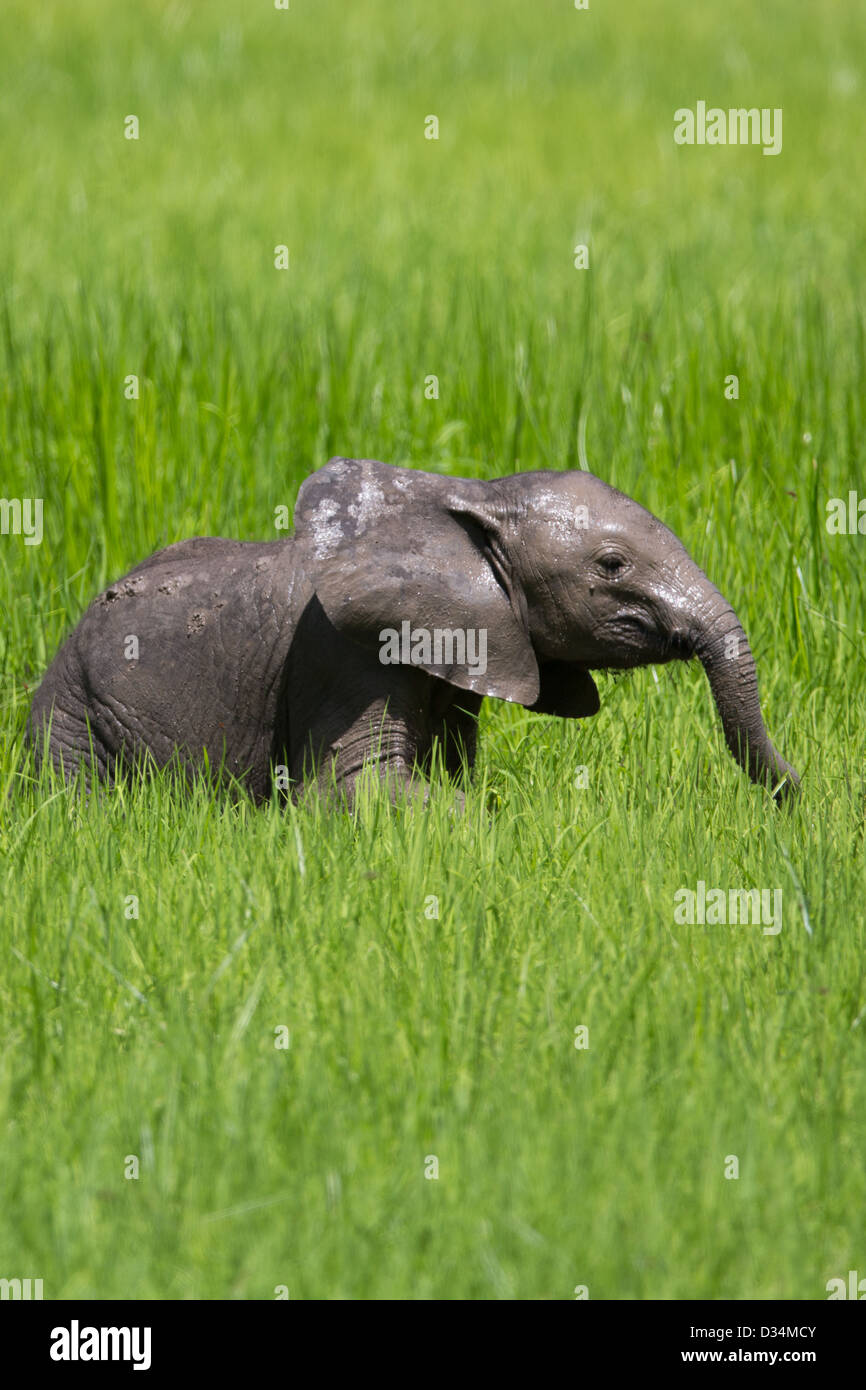 Zimbabwe elephant baby hi-res stock photography and images - Alamy