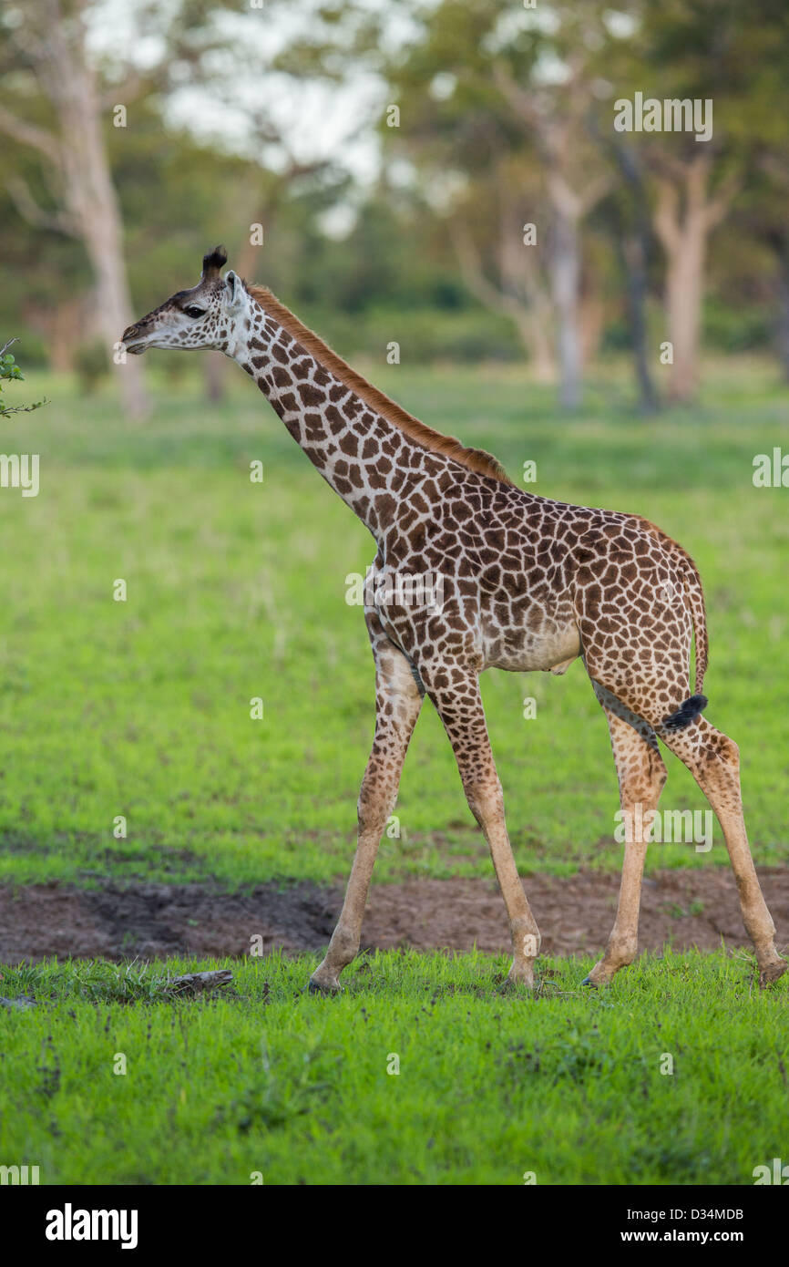 Giraffe on Safari, Africa Stock Photo - Alamy