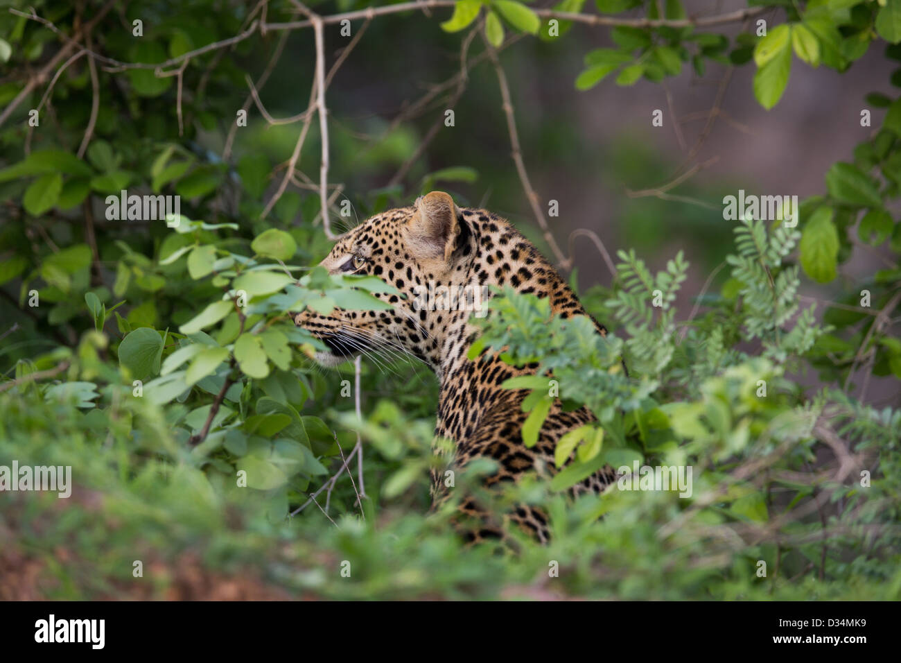 Leopard hiding behind hi-res stock photography and images - Alamy