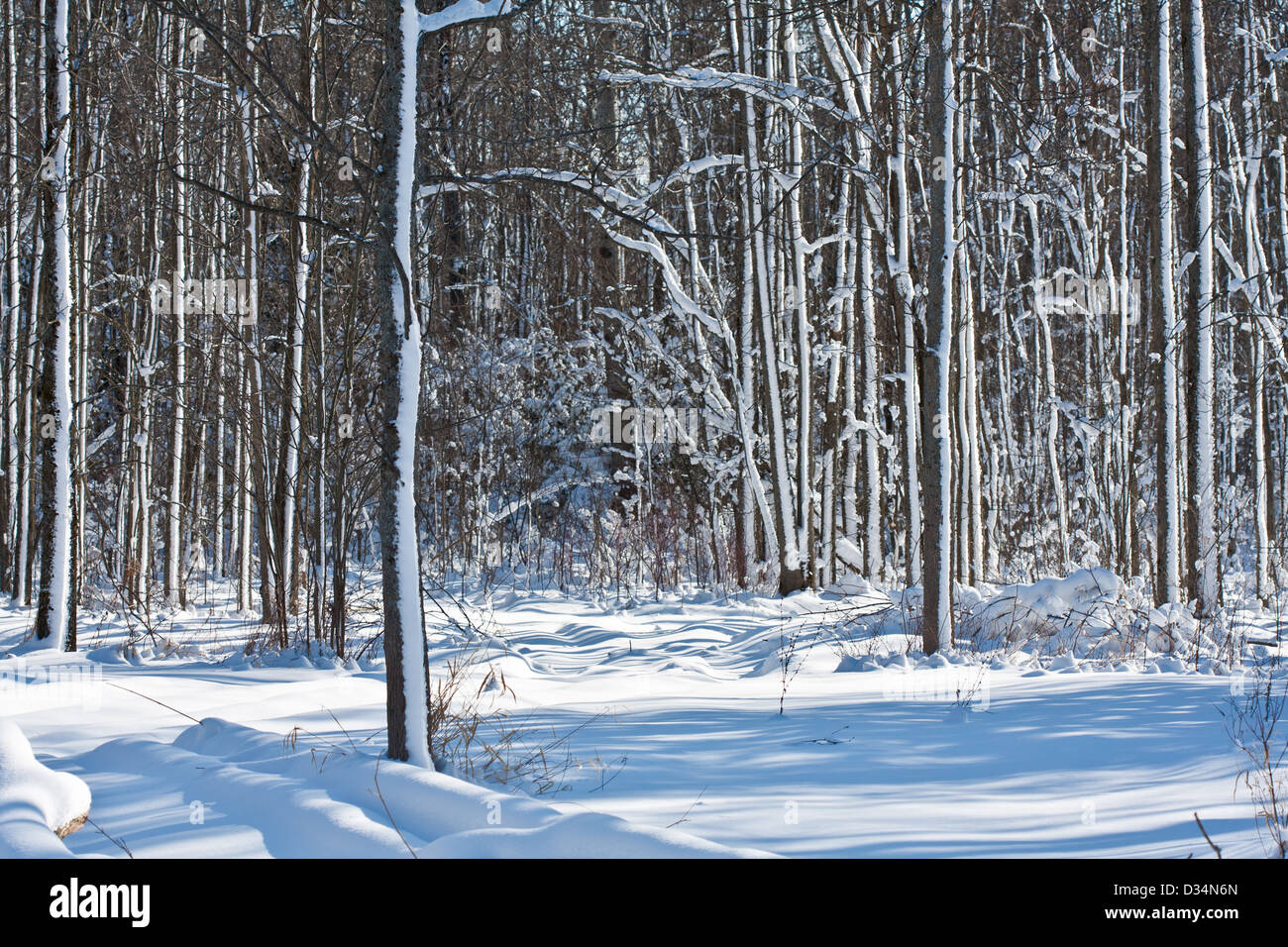 A blanket of white snow covers a forest floor and long blue shadows cut ...