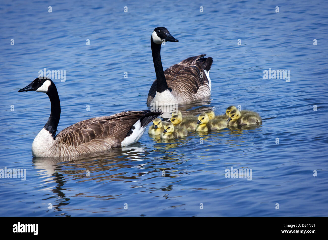 Family canada geese in hi-res stock photography and images - Alamy