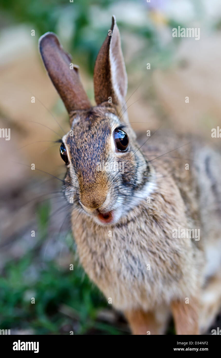 Surprised looking cottontail bunny rabbit Stock Photo - Alamy