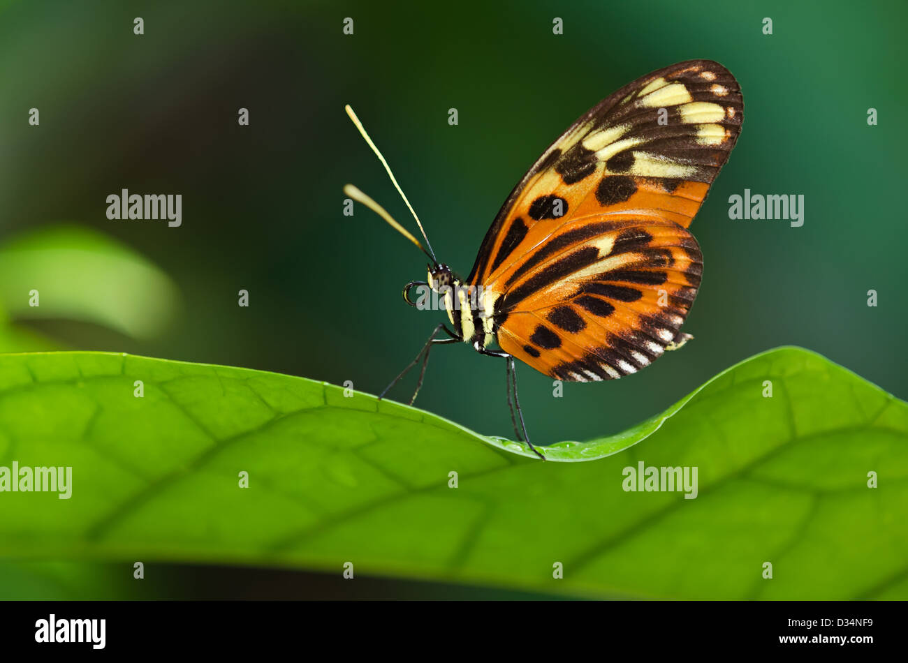 Tiger Longwing butterfly (Heliconius ismenius) perched on leaf Stock ...