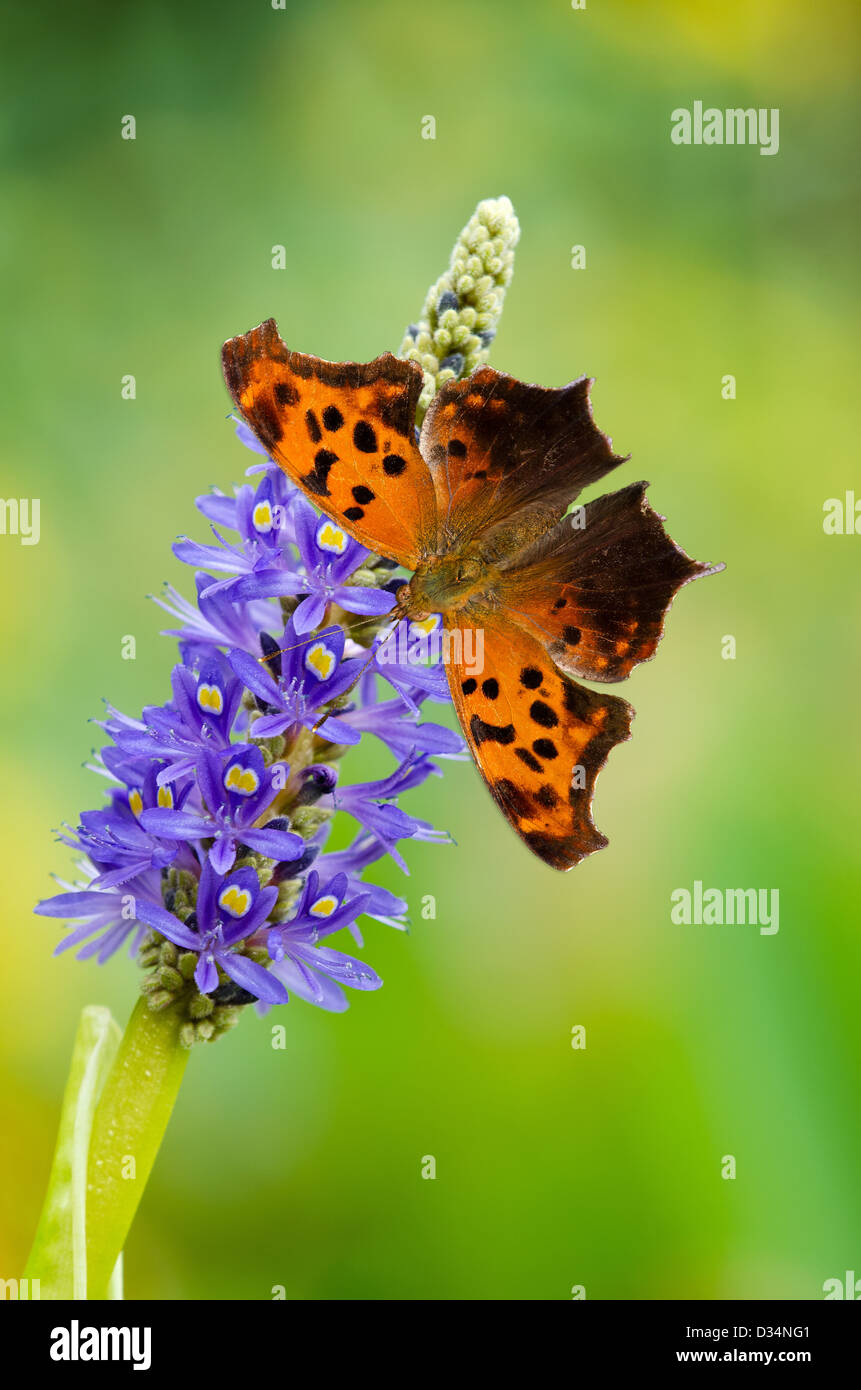 Infojunction Blog Question Mark Butterfly