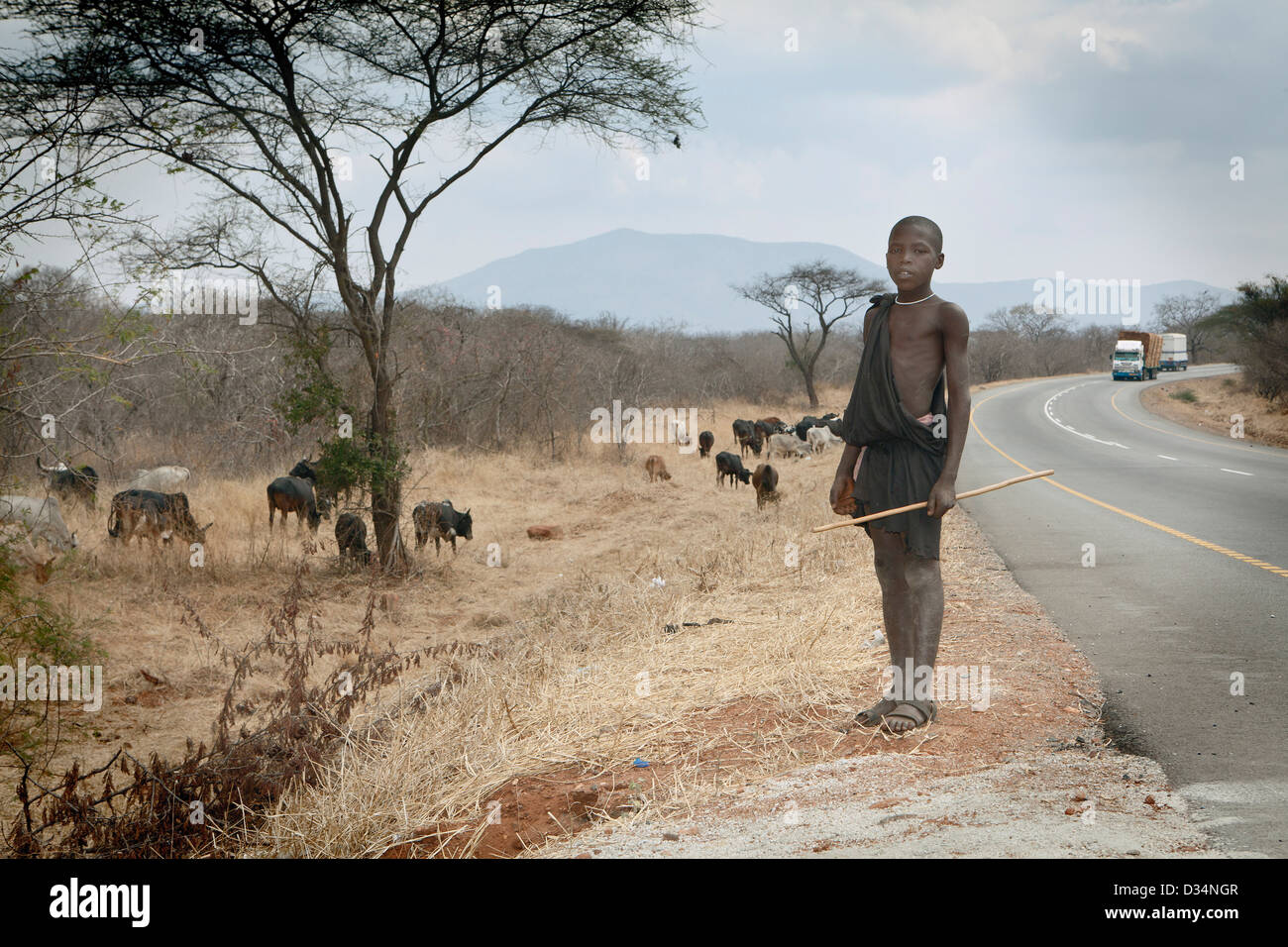 A young boy herds cattle as they graze on the side of a highway in ...