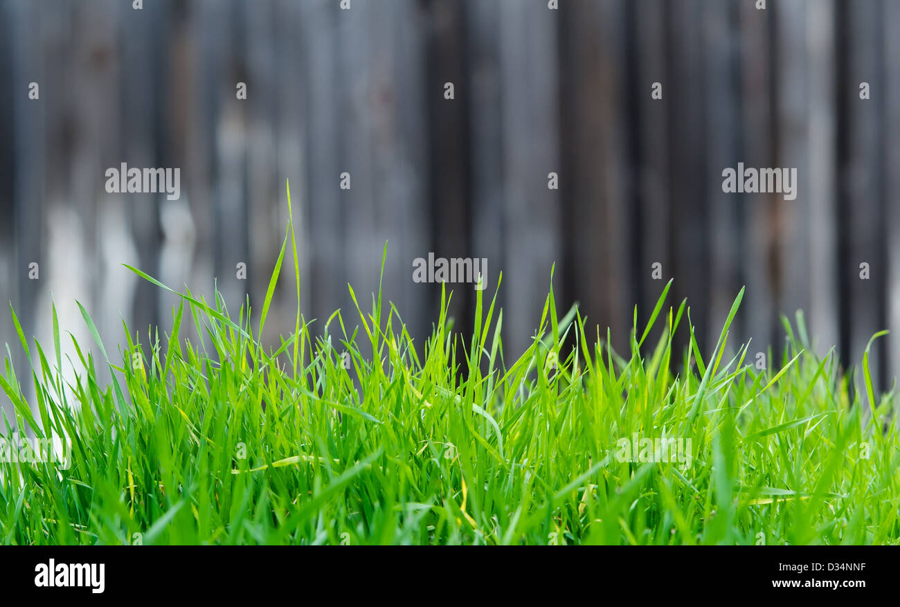 Grow turf hi-res stock photography and images - Alamy
