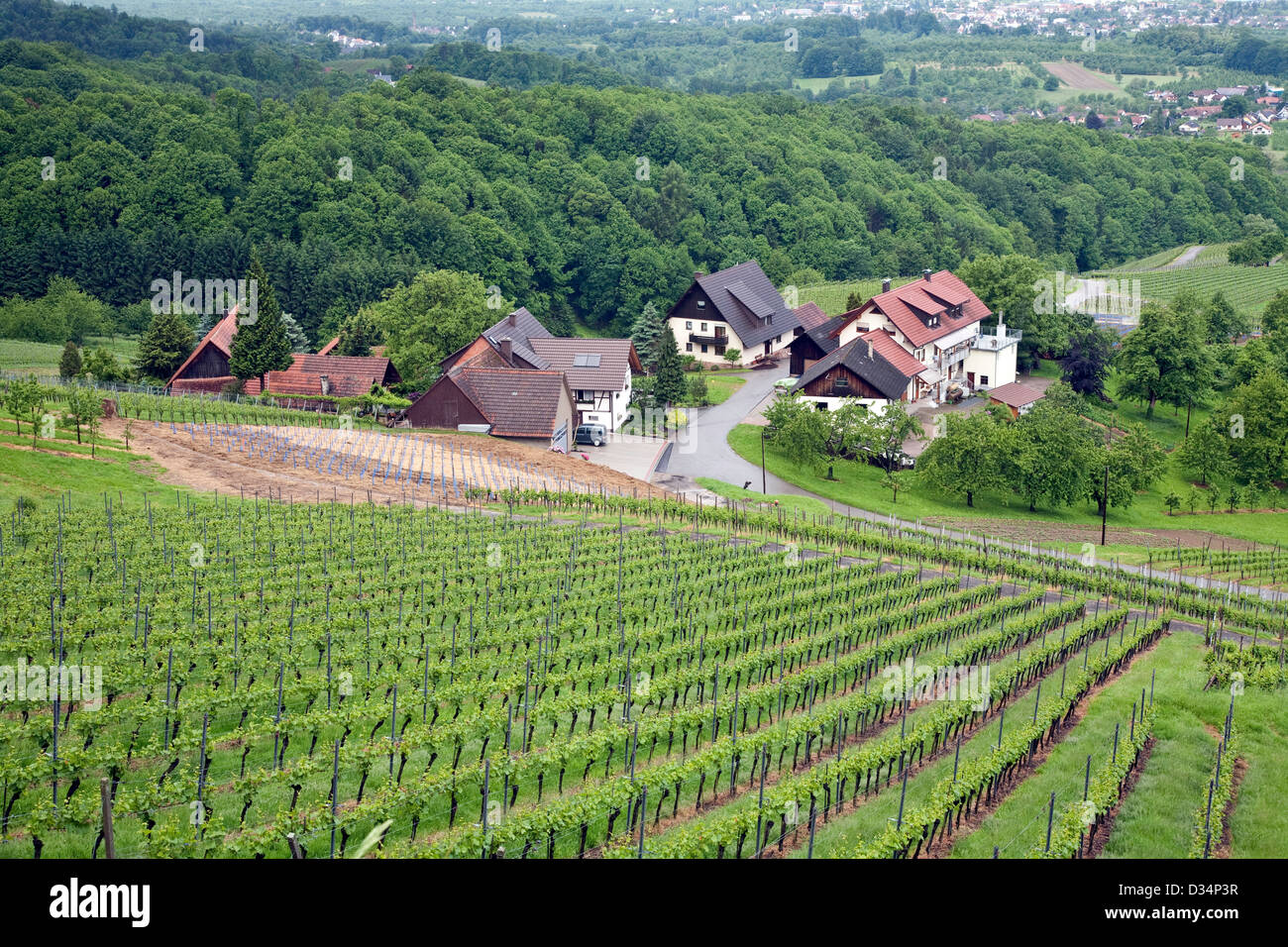 Wine Plantations in Southern Germany region of Baden-Wuertemberg ...