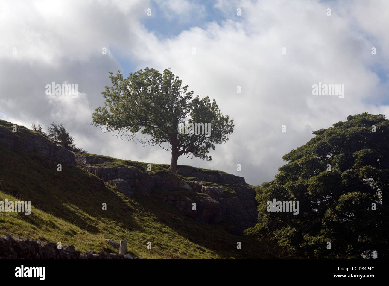 Ash tree fraxinus excelsior trees hi-res stock photography and images ...