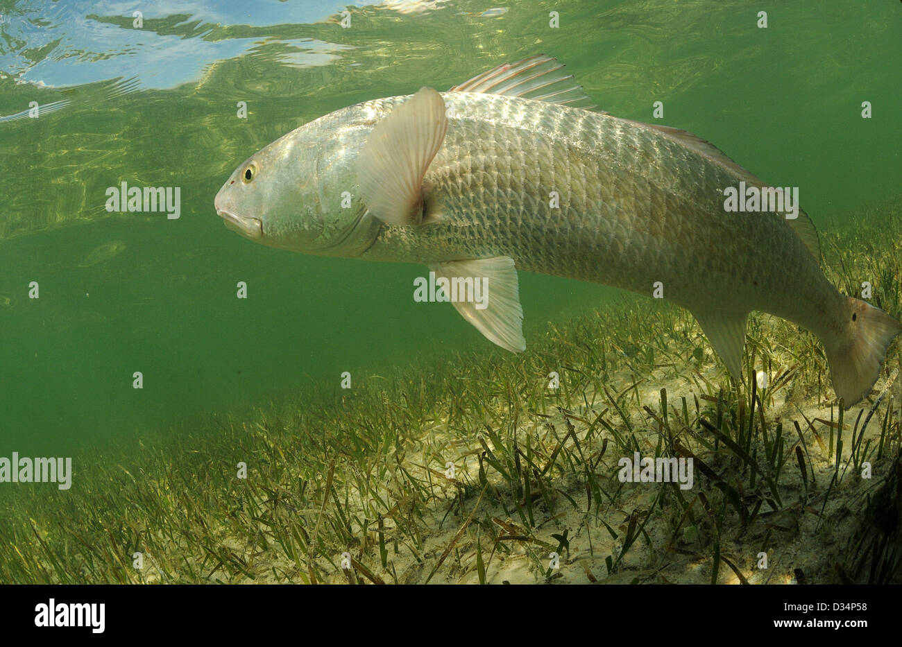 Redfish Swimming