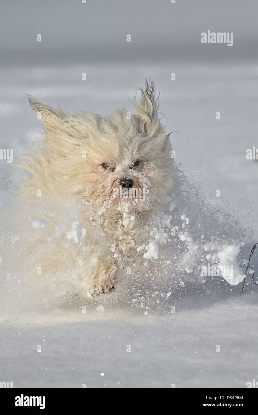 Dog (Havanese) runs through the snow directly into the camera. The snow ...