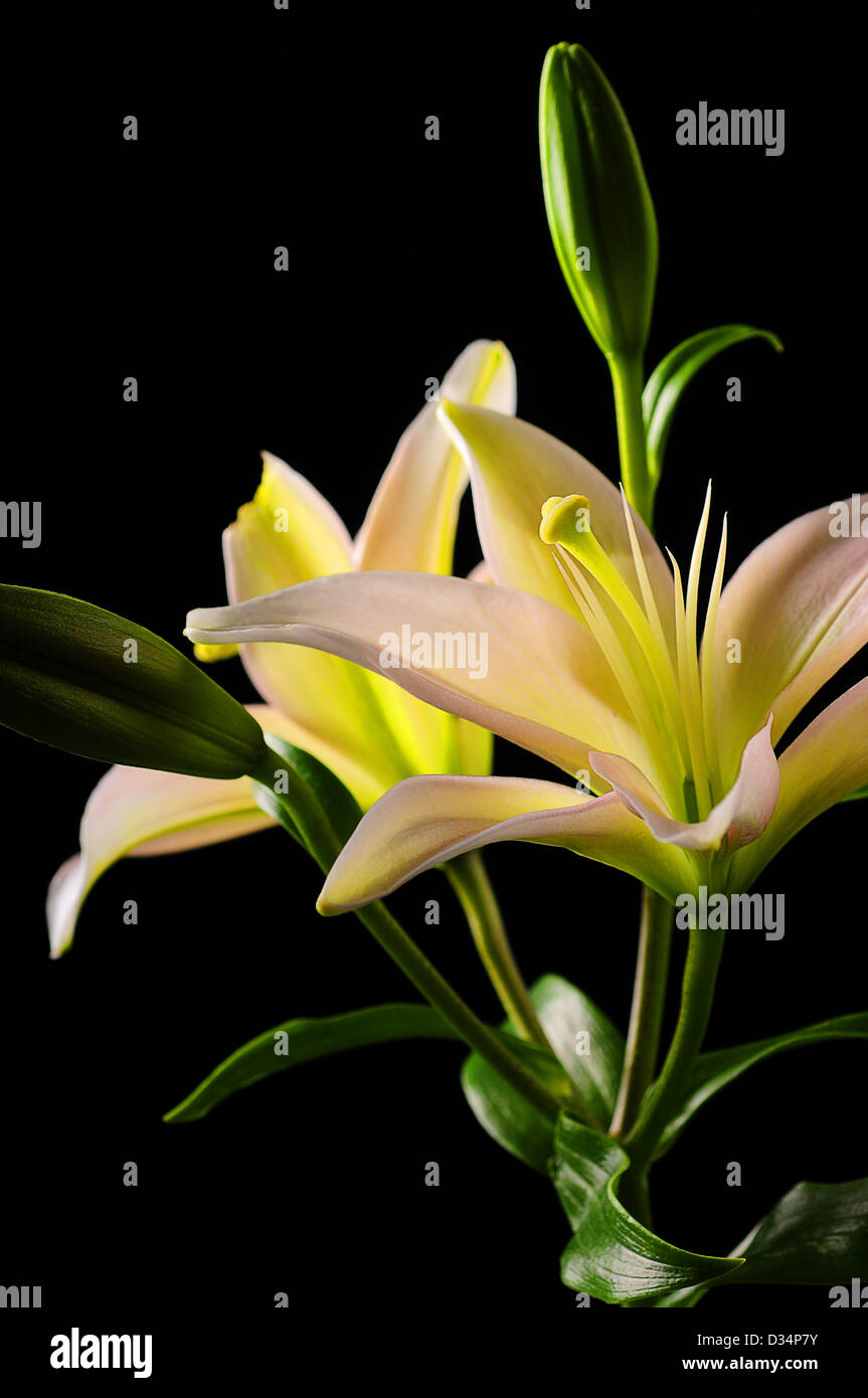 white stargazer lily flower on black background Stock Photo - Alamy