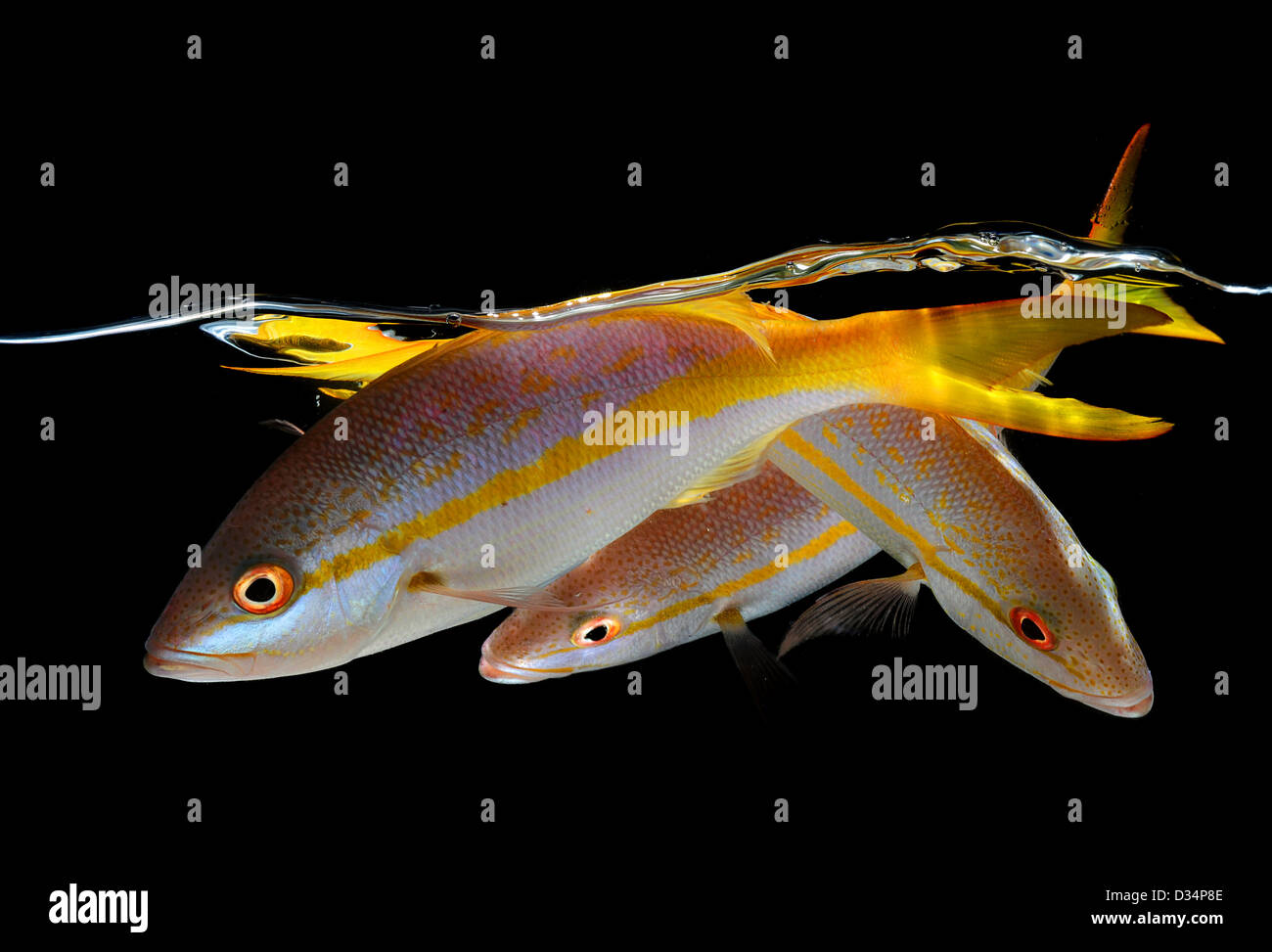 Yellow Tail Fish High Resolution Stock Photography and Images - Alamy