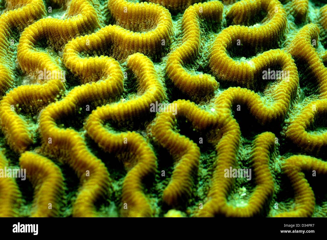 Brain coral hi-res stock photography and images - Alamy
