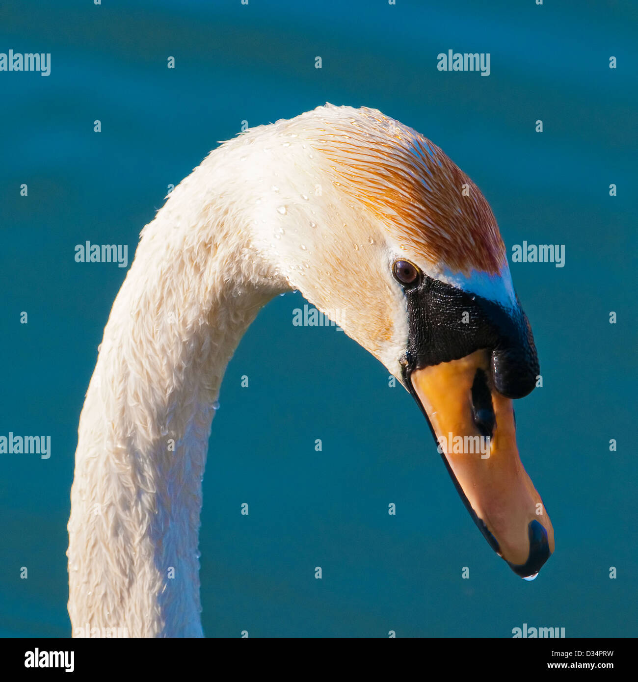Portrait of a young female swan Stock Photo - Alamy