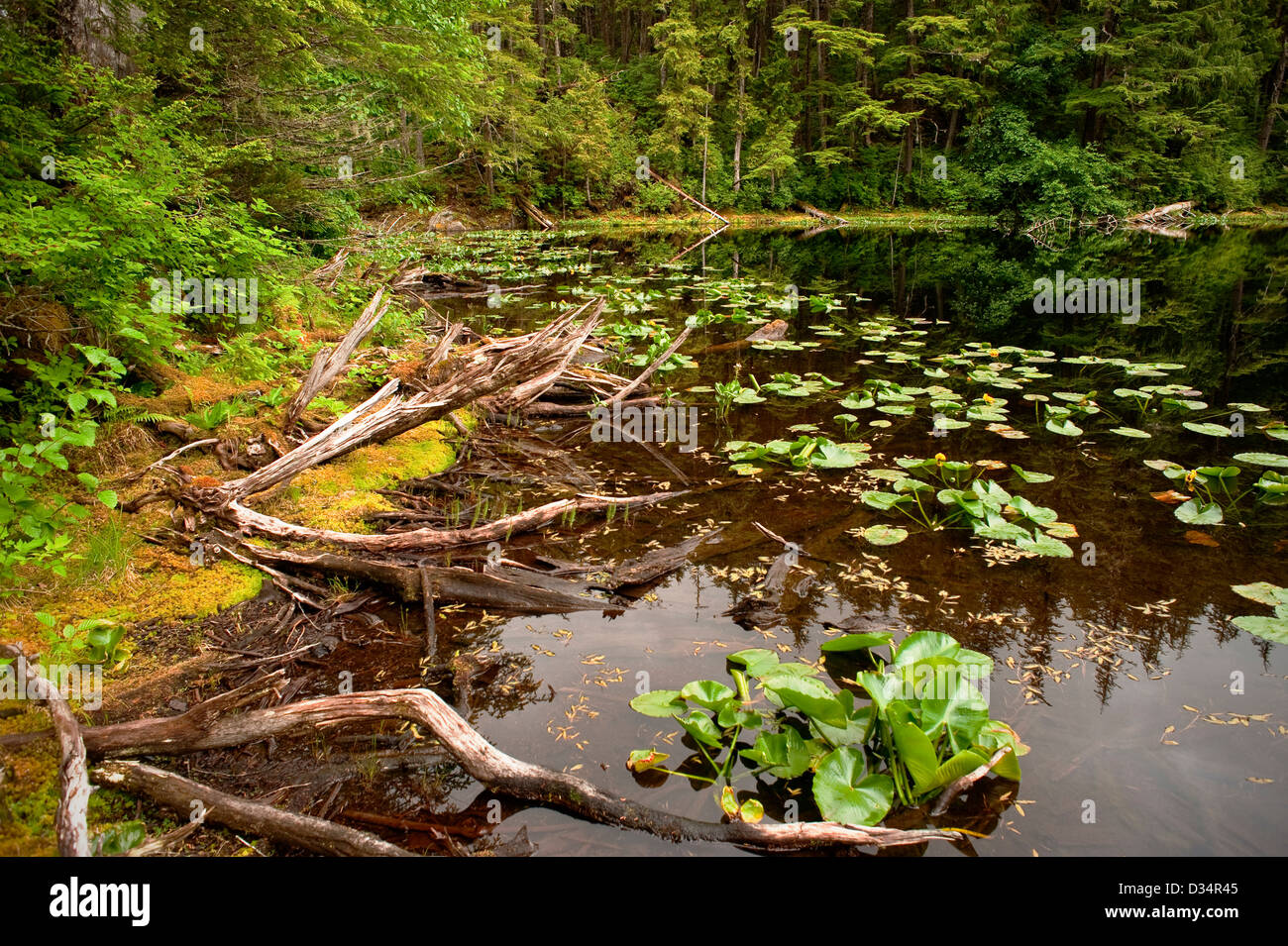 Pond formed by beaver dam on the Tongass National Forest in Southeast ...