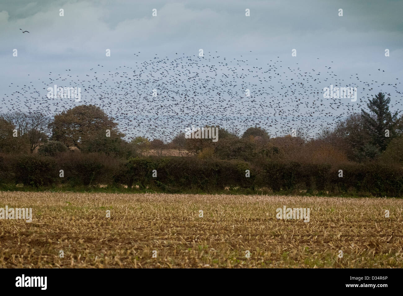 Starling murmuration uk hi-res stock photography and images - Alamy