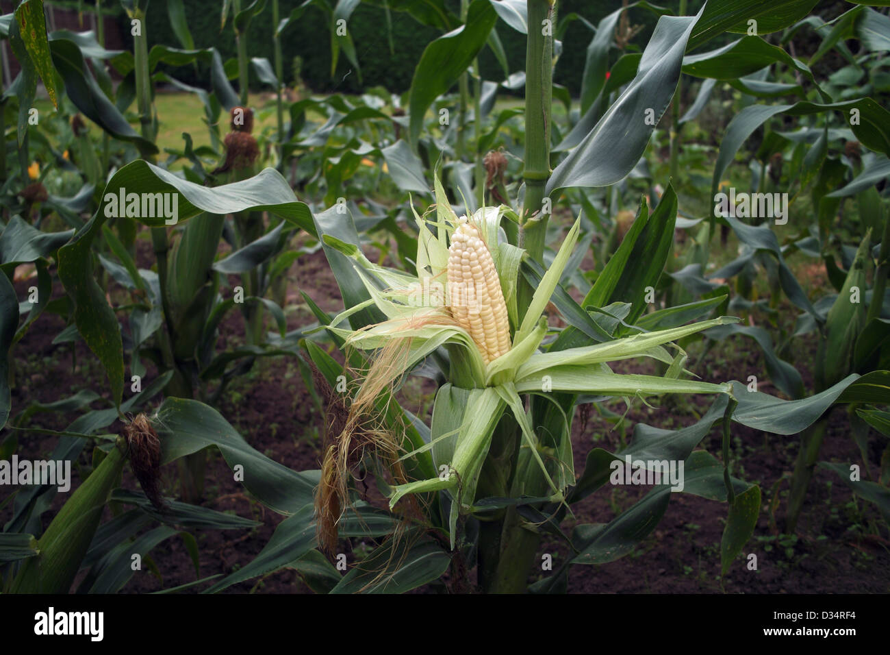 Sweetcorn growing garden hi-res stock photography and images - Alamy