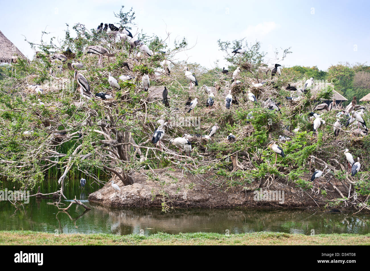 The various kind of birds on a tree Stock Photo - Alamy