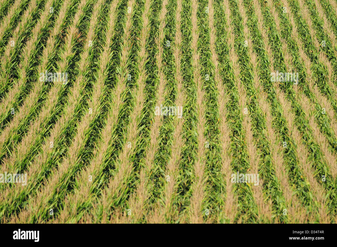 Corn plants and agriculture on a farm in the Midwest Stock Photo - Alamy