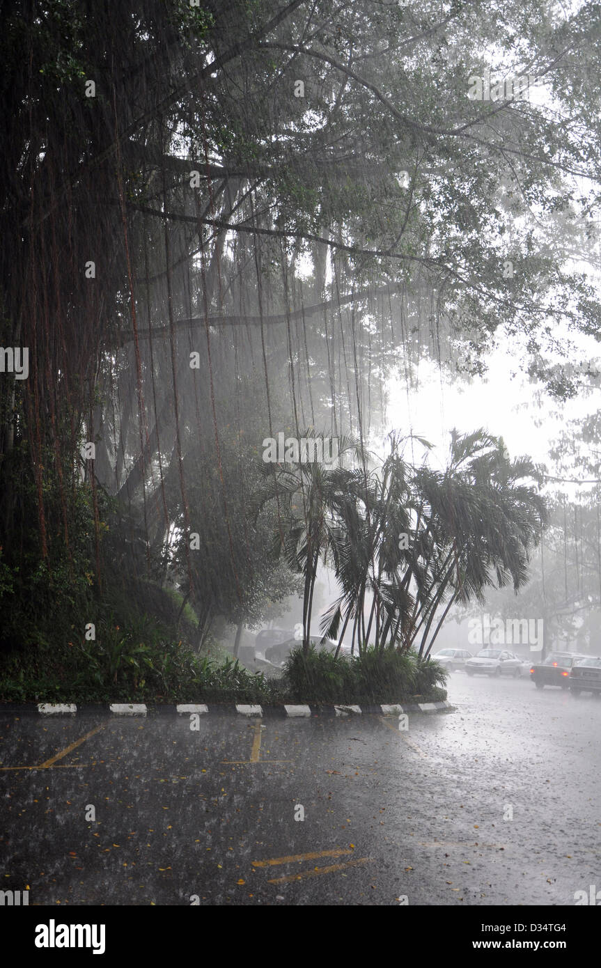 Tropical trees under rain's sheets of water Stock Photo - Alamy
