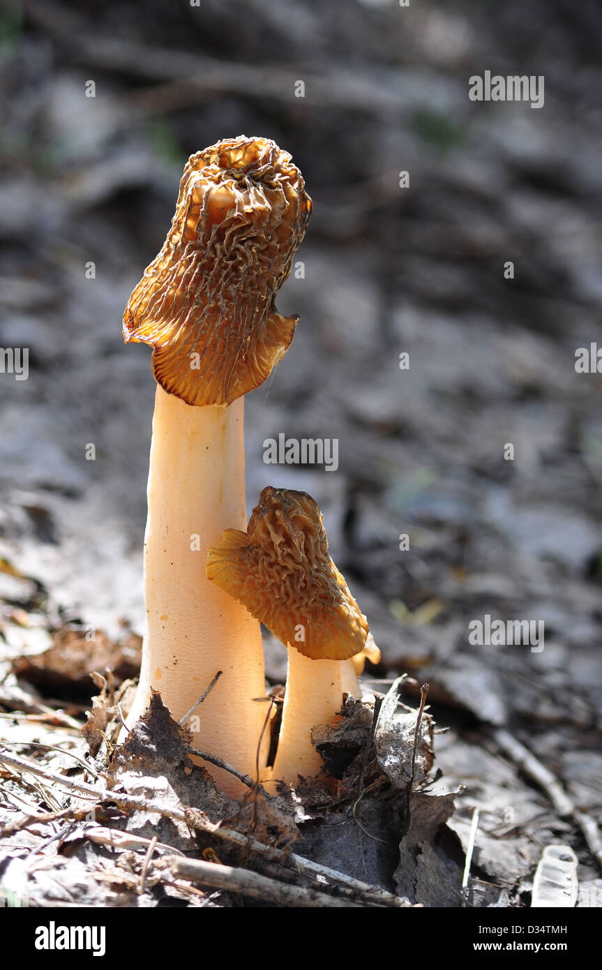 Spring mushroom hi-res stock photography and images - Alamy