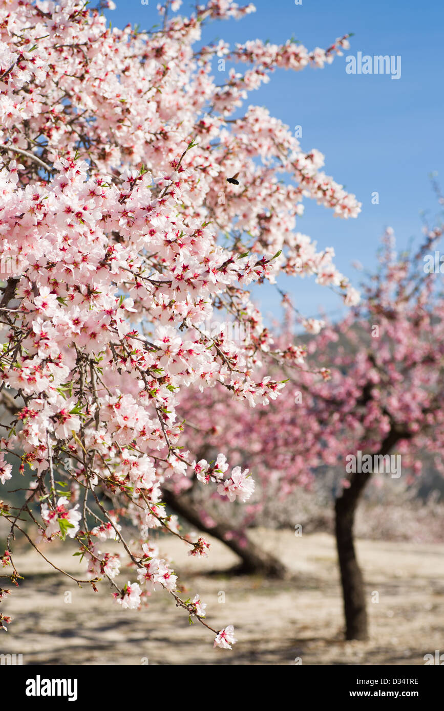 Almond plantation in full blossom Stock Photo - Alamy