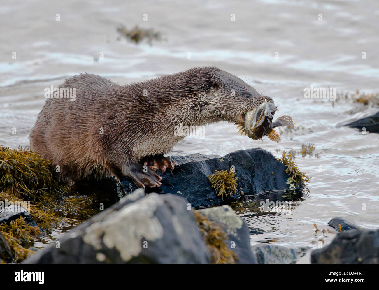 Eurasian otter with a scorpion fish on Loch Spelve Isle of Mull ...