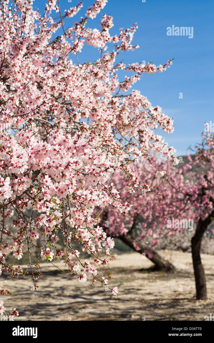 Almond plantation in full blossom Stock Photo - Alamy