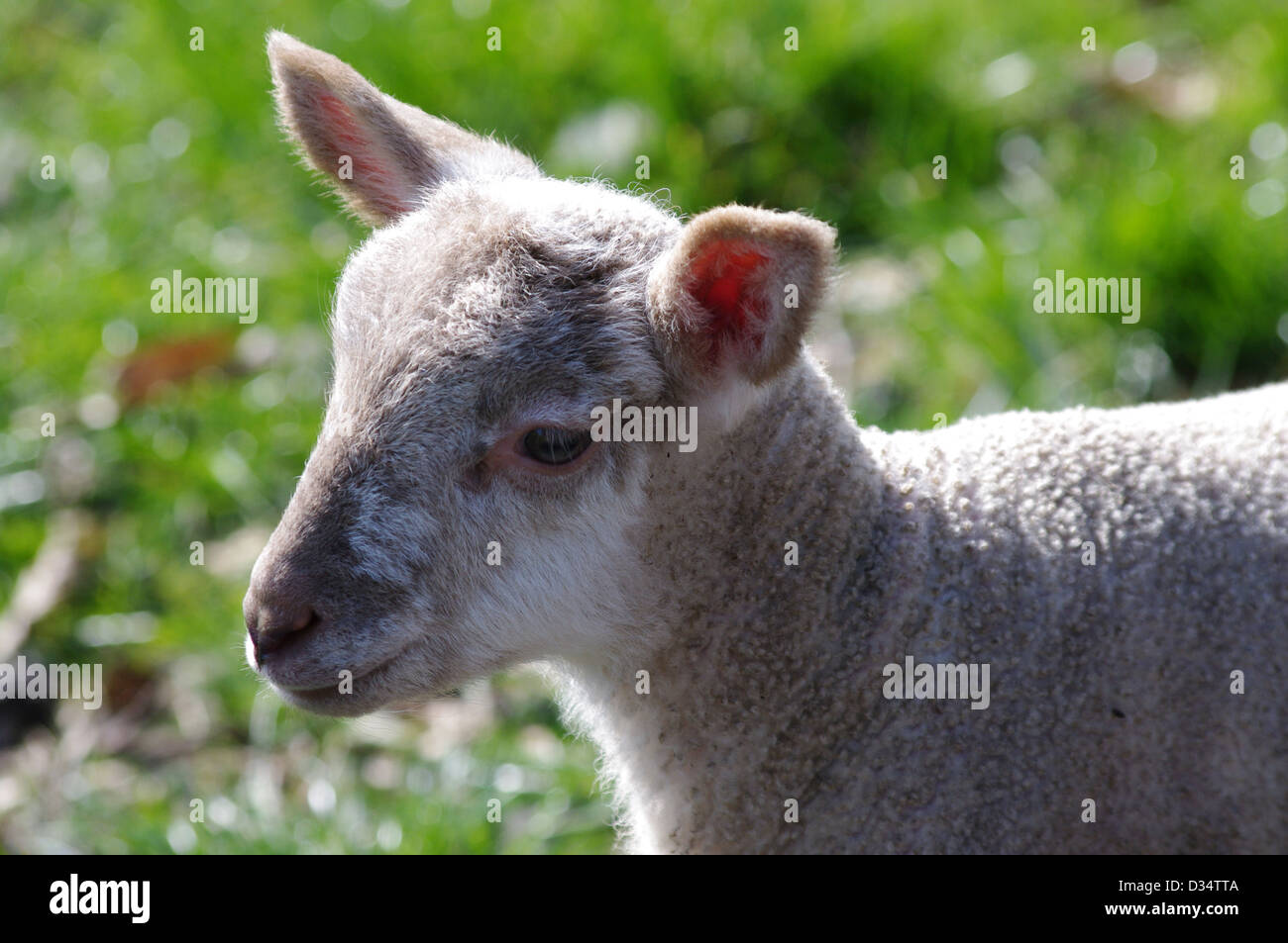 Rearing its head hi-res stock photography and images - Alamy