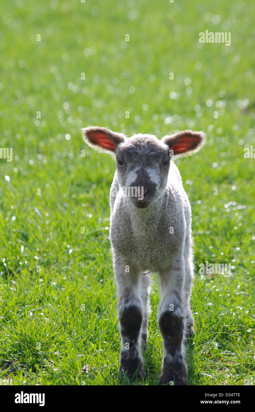 Single lamb on grass with space above Stock Photo - Alamy