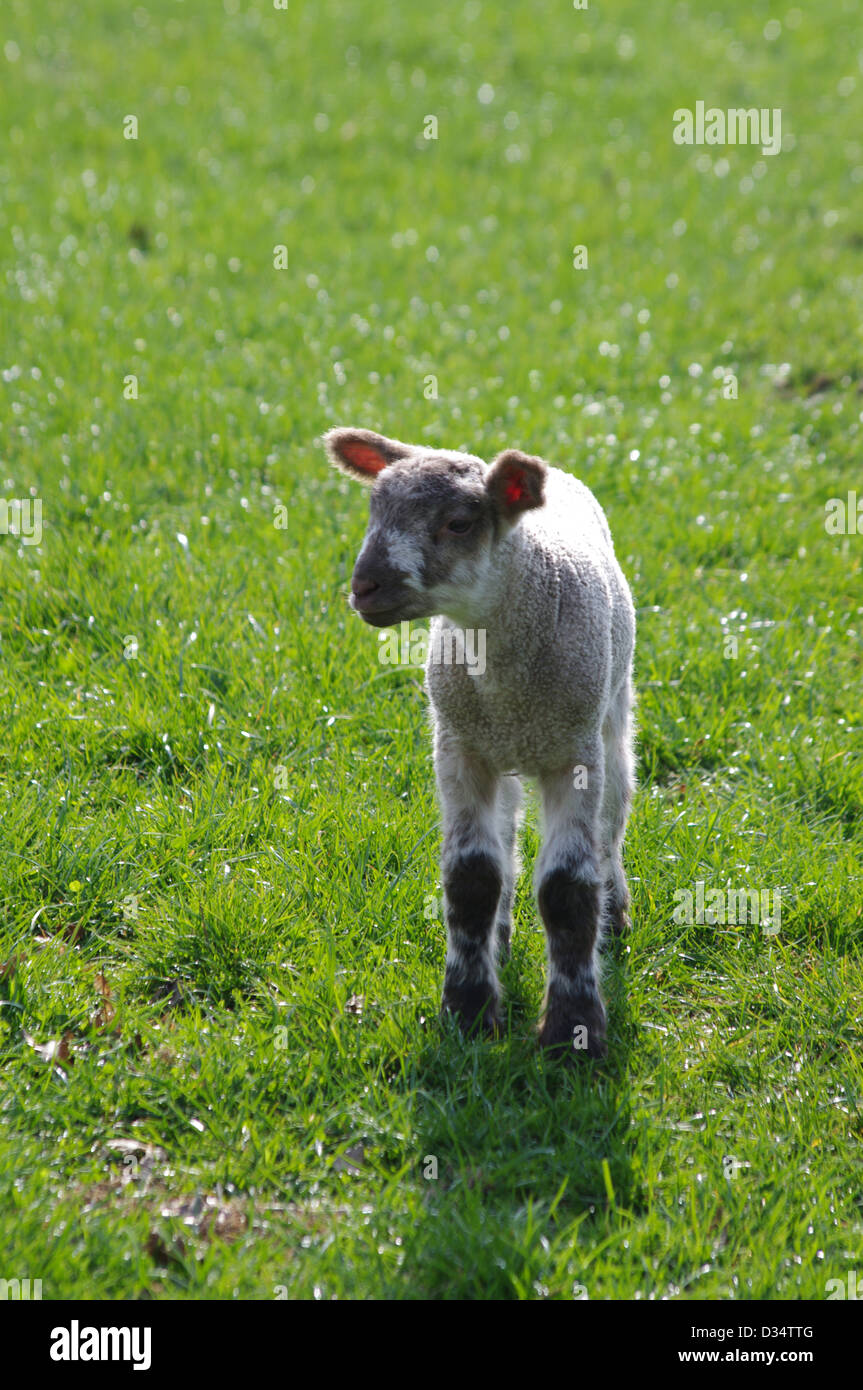 Single lamb on grass with space round Stock Photo - Alamy