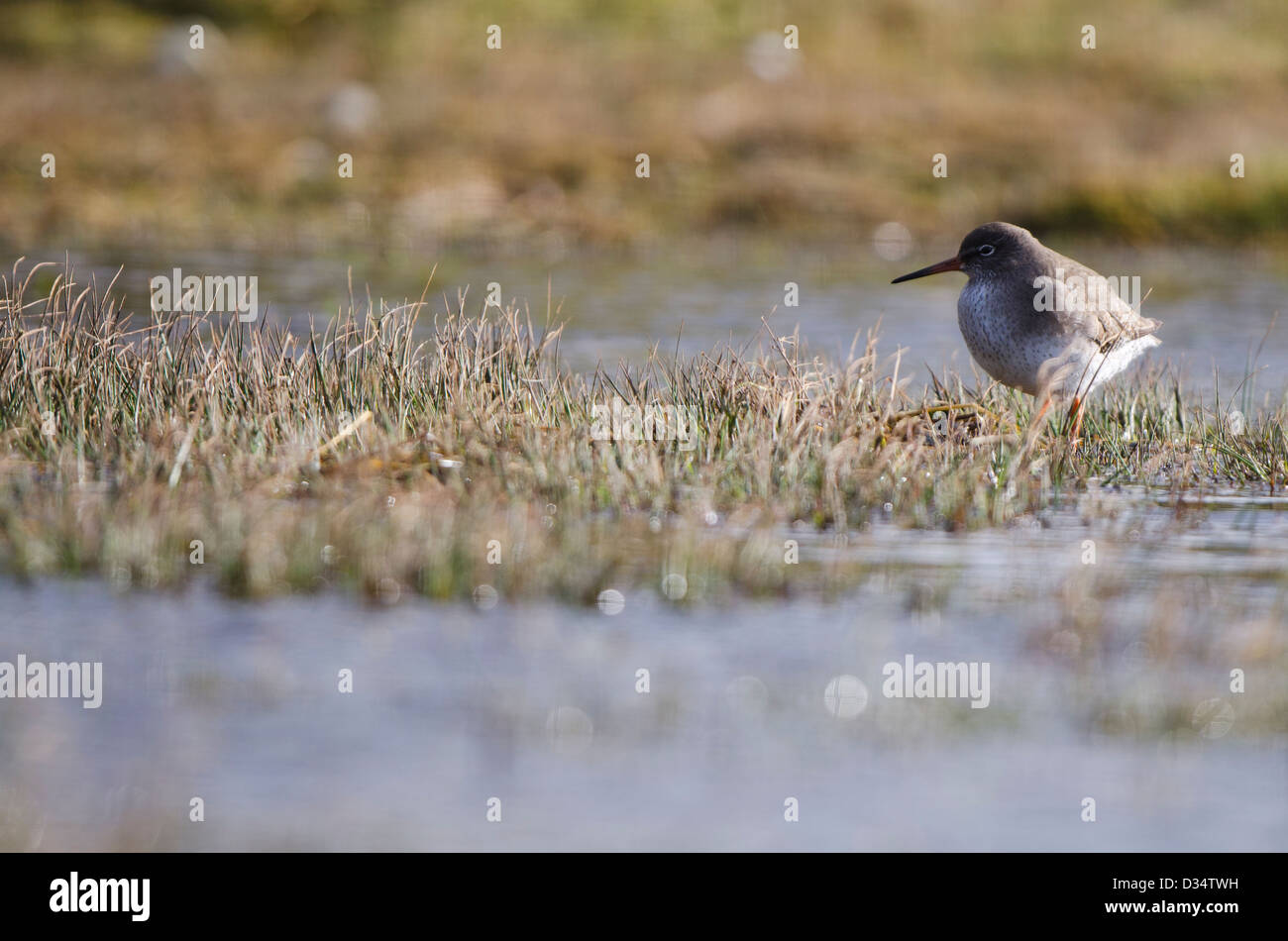 Wading red shank hi-res stock photography and images - Alamy