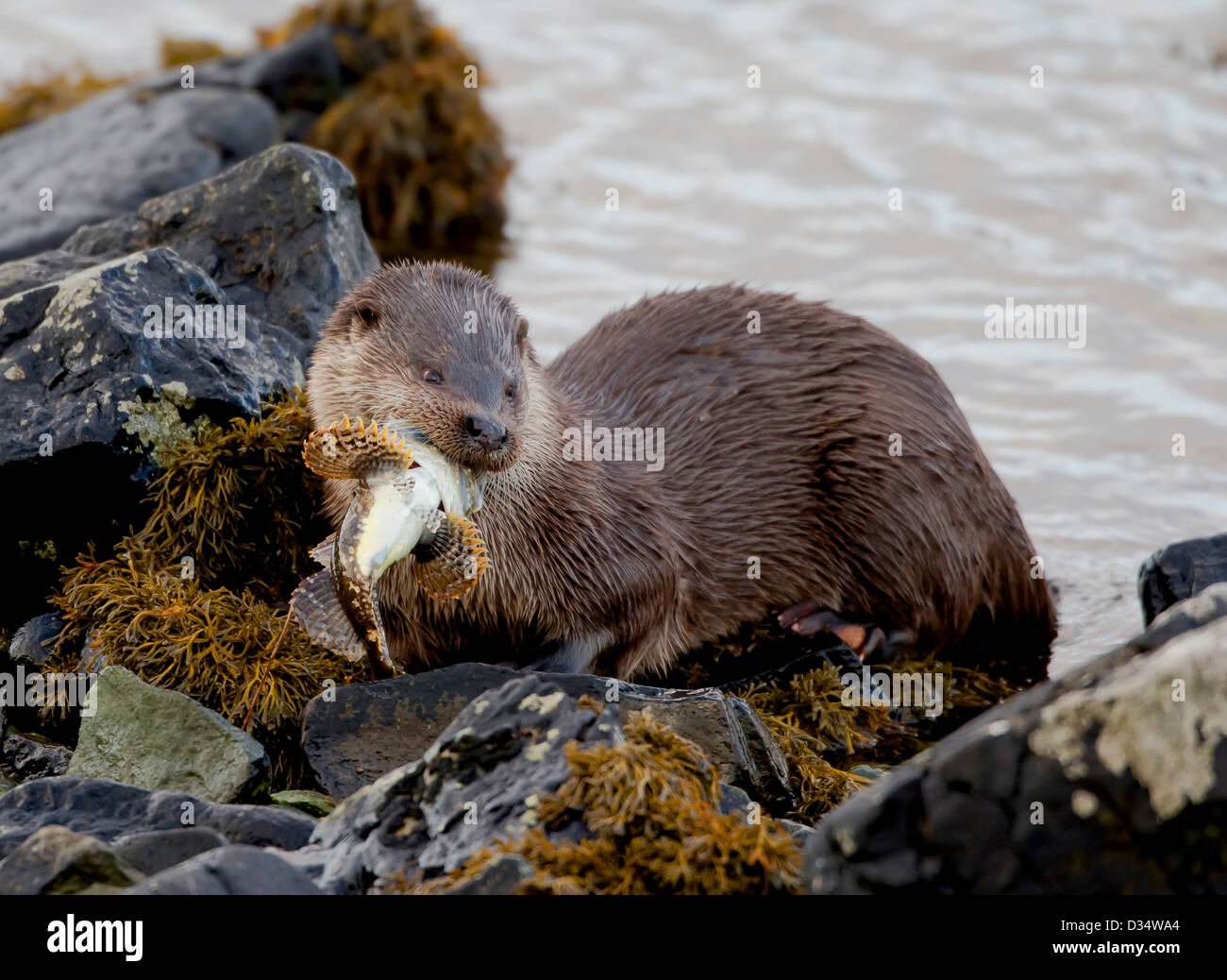 Eurasian otter with a scorpion fish on Loch Spelve Isle of Mull ...
