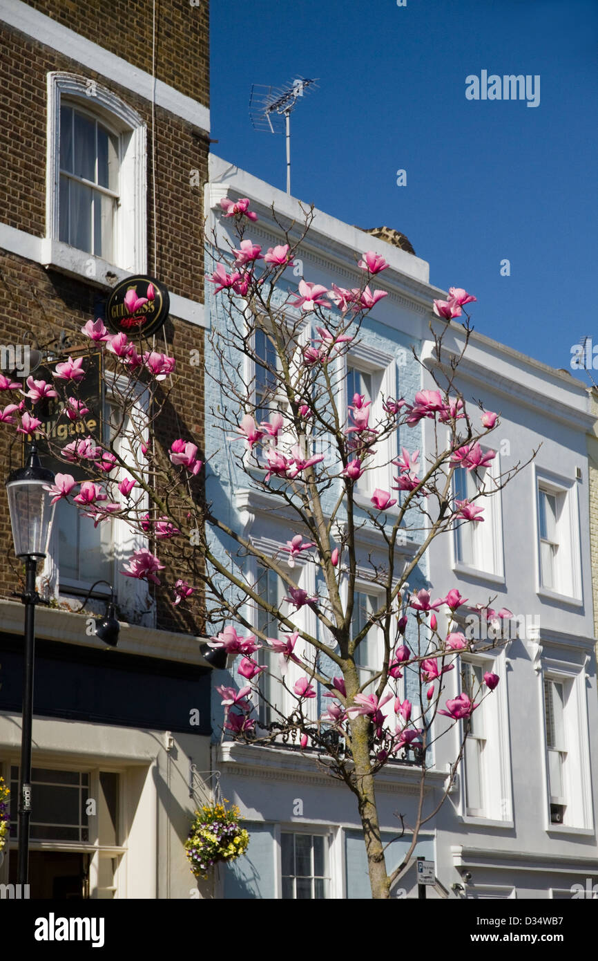A magnolia tree flowering in a Kensington street Stock Photo - Alamy