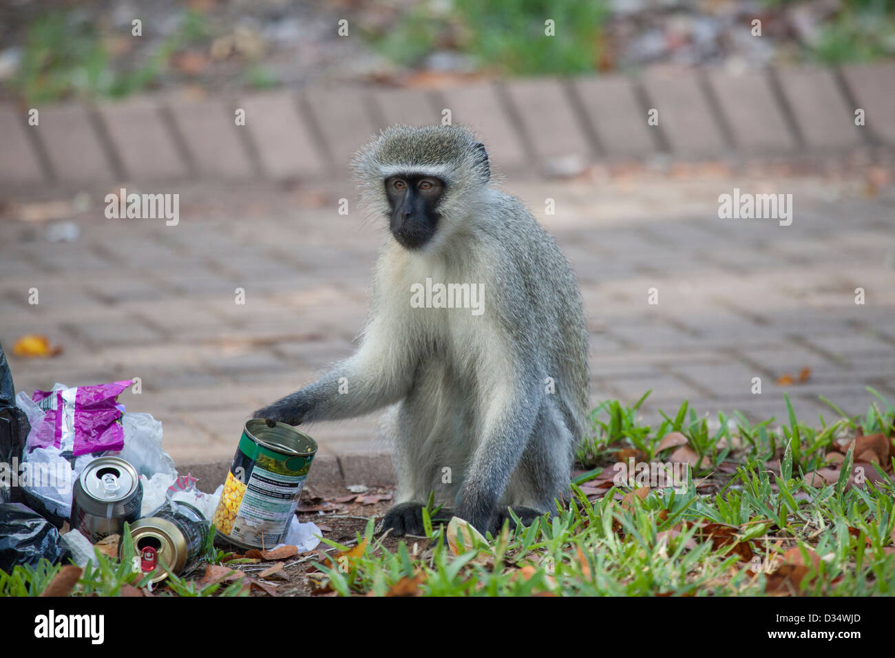 Vervet monkey (Chlorocebus pygerythrus), scavenging from human trash ...