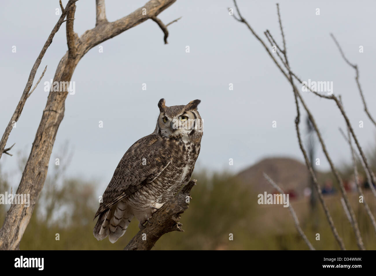 Broken left wing hi-res stock photography and images - Alamy