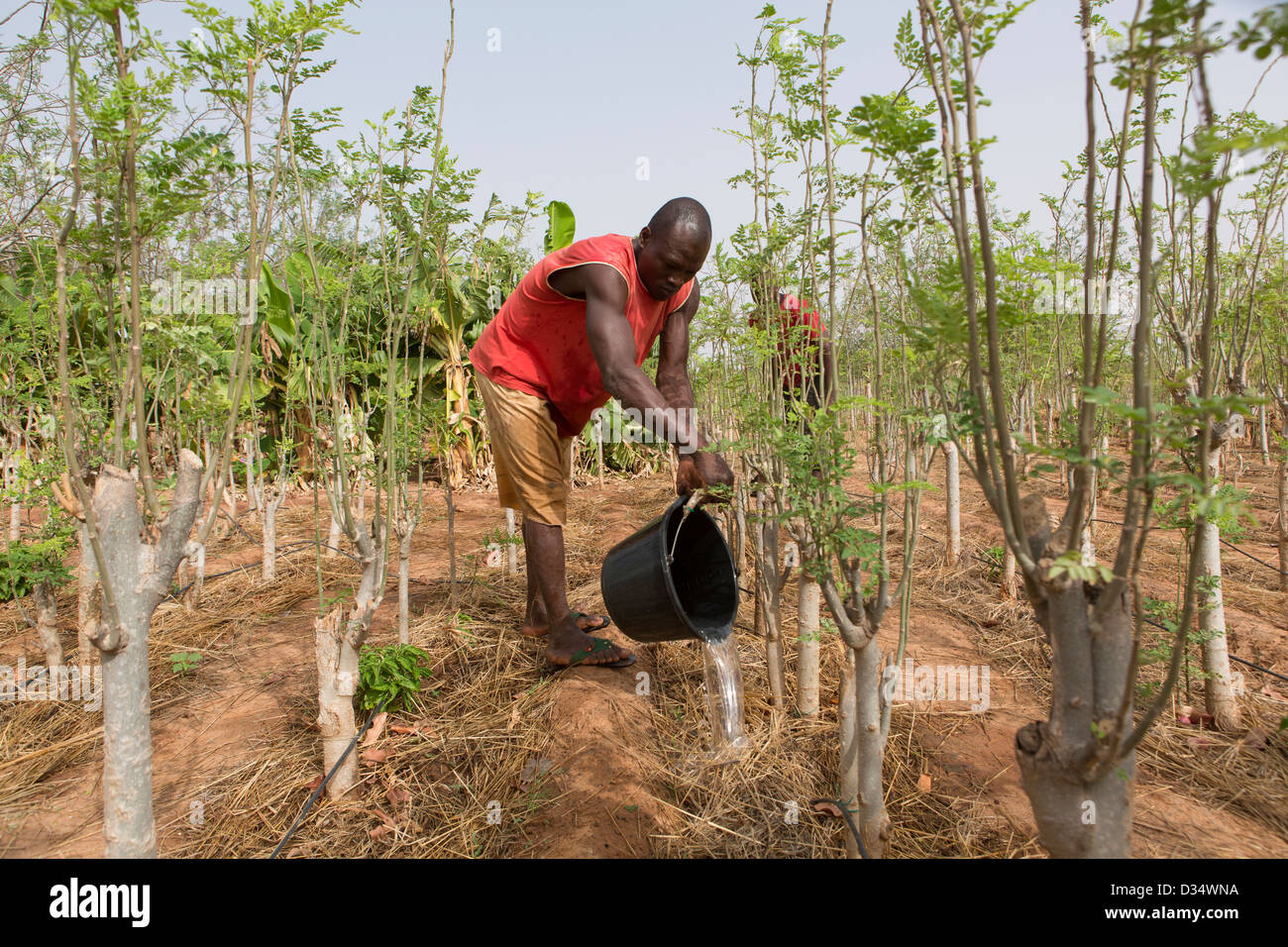 Reo, Burkina Faso; watering young Moringa plants used to treat ...