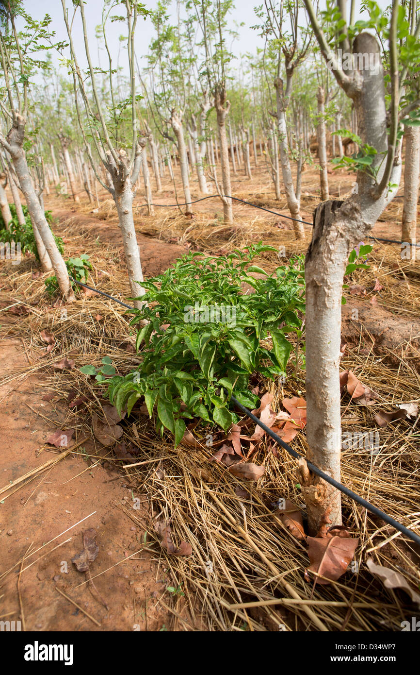 Reo, Burkina Faso, watering young Moringa plants. These are cut back to ...