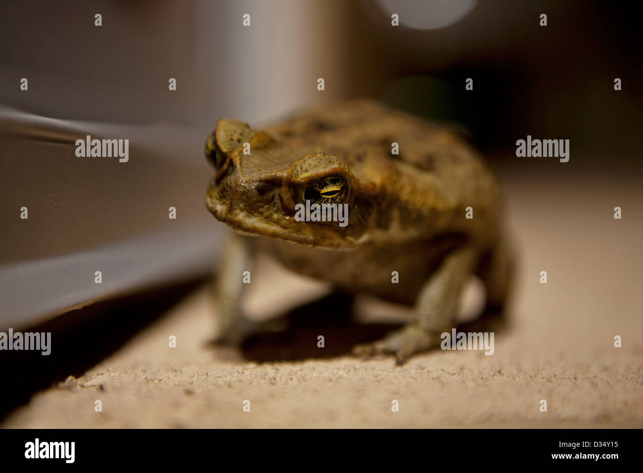 Cane Toad Australia Stock Photos & Cane Toad Australia Stock Images - Alamy