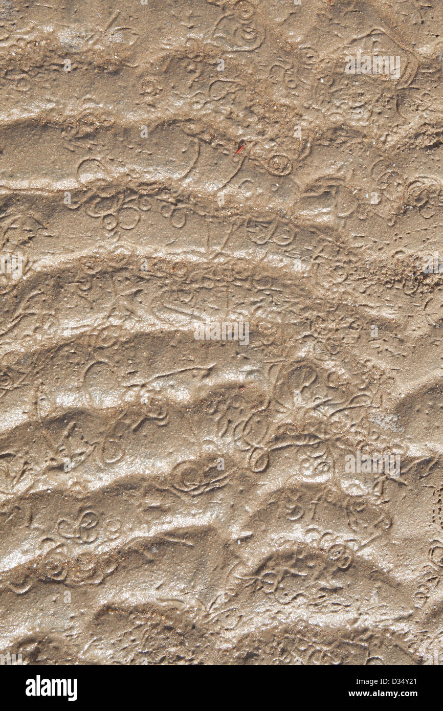 Worm trails on sandy beach, Queensland Stock Photo - Alamy