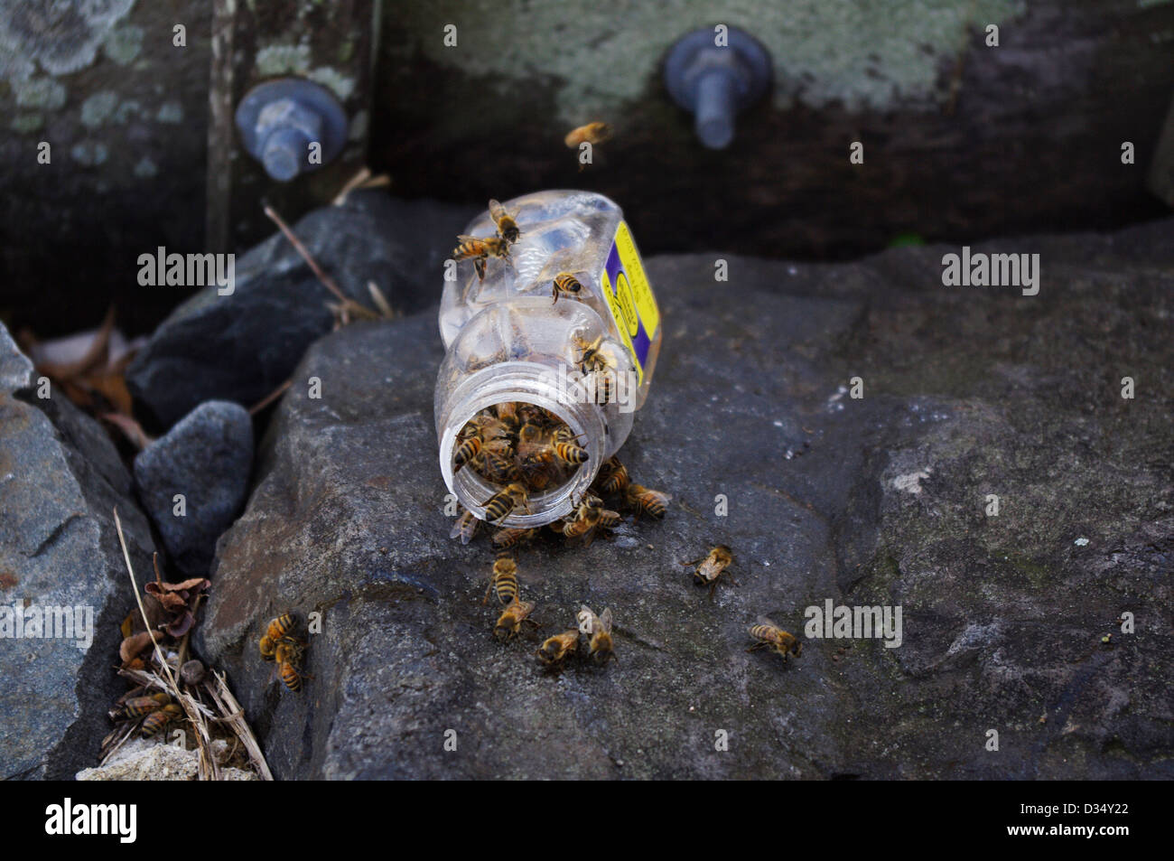 Western Honey Bees (Apis mellifera) feasting on spilled jar of sweet ...