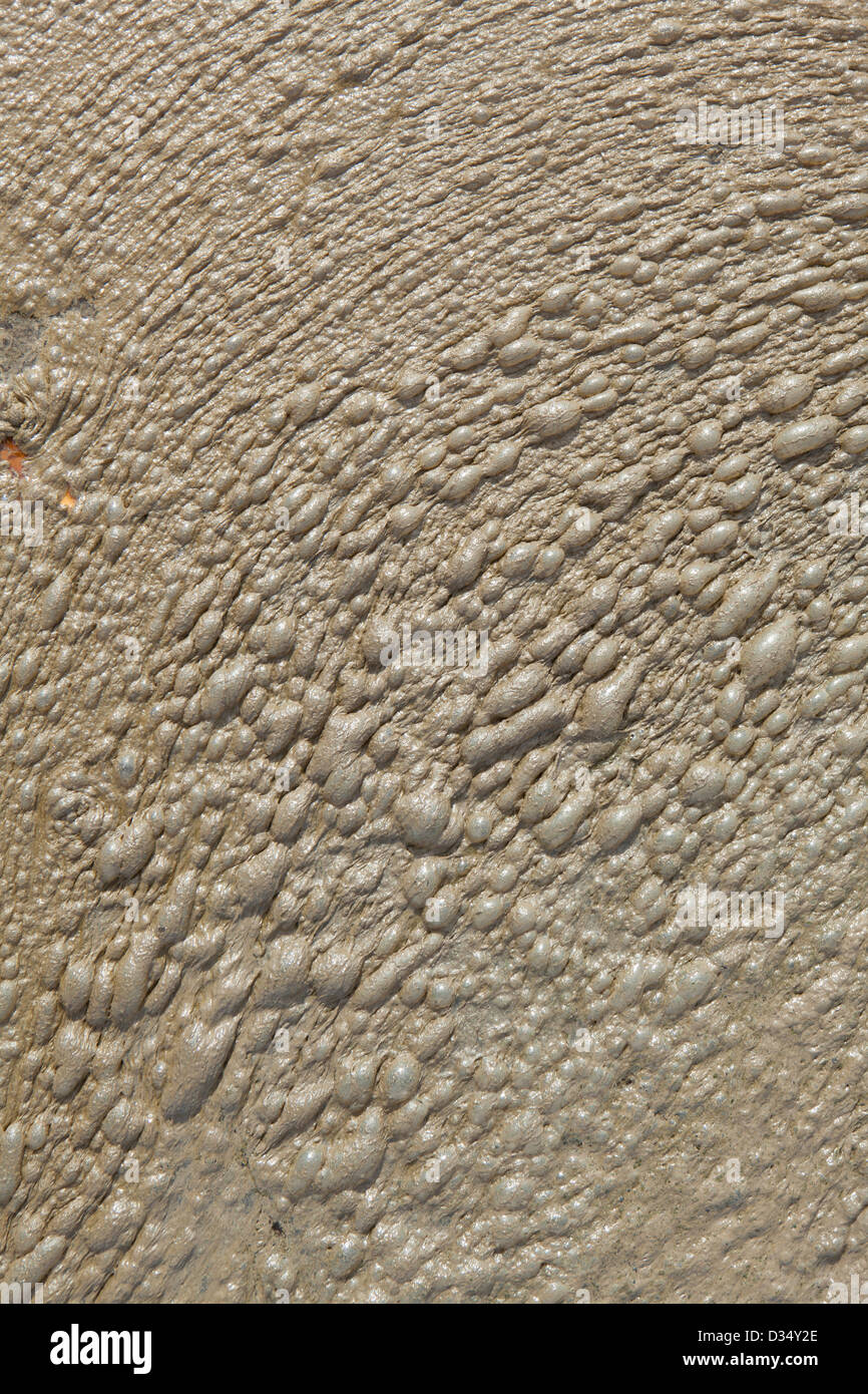 Scum on surface of polluted water, Queensland Stock Photo - Alamy