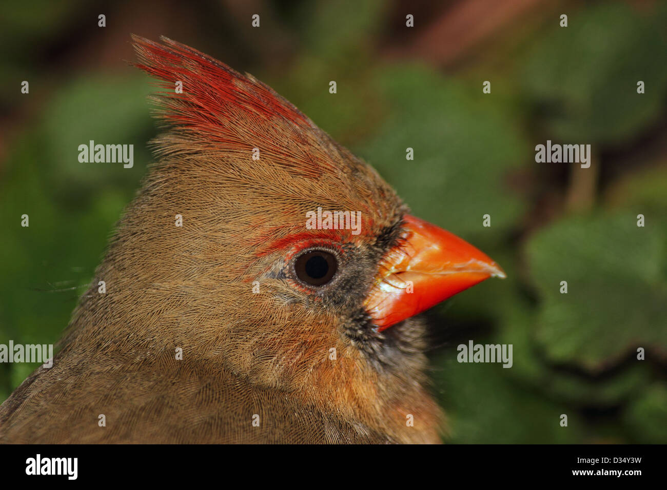 Female red cardinal hi-res stock photography and images - Alamy