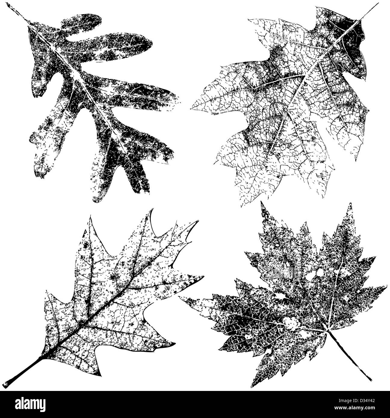 Autumn foliage fall leaves Black and White Stock Photos & Images - Alamy